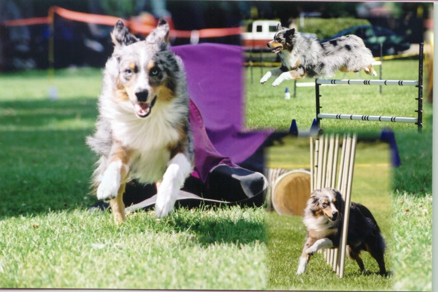 Shadow Agility – Shadow Agility Equipment