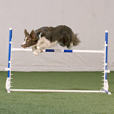 Clip and Go Ready Jump – Shadow Agility Equipment